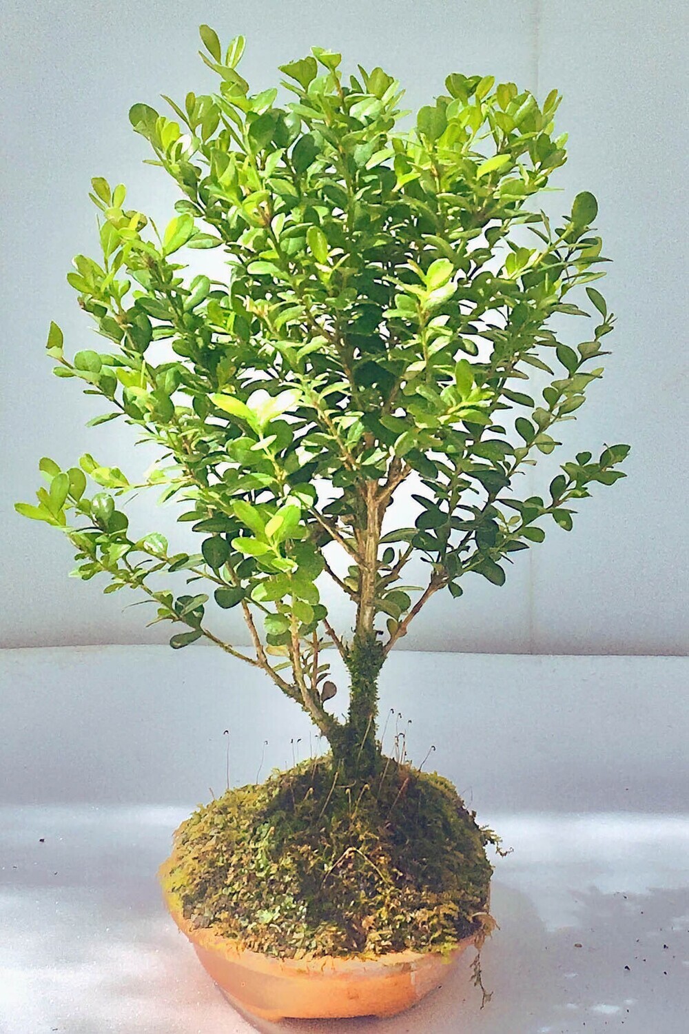 Bosso "Rotundifolia" - Bonsai Cecere