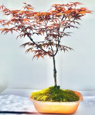 Centro Bonsai Fioravante Cecere Vivai