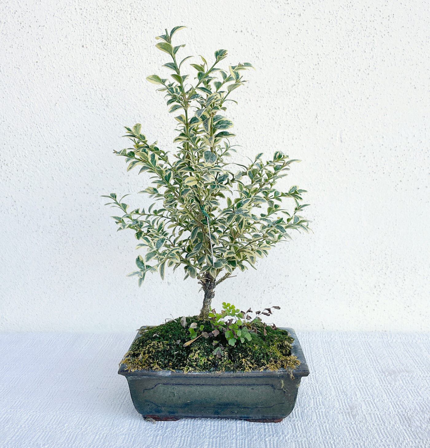 Bonsai di Bosso Variegato, Buxus “Elegantissima”