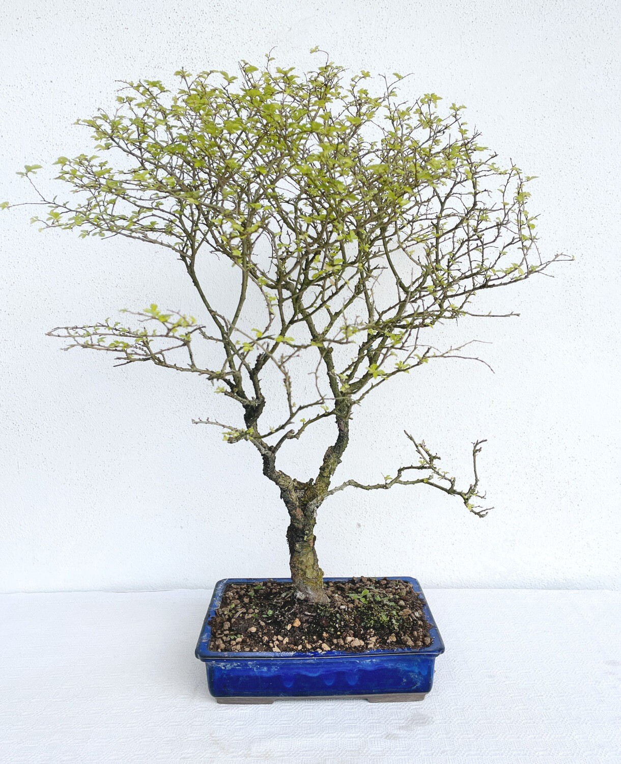 Olmo Cinese 25 anni, Ulmus parvifolia - Bonsai Cecere