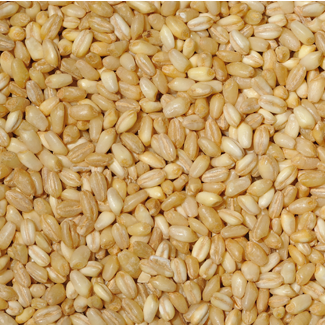WHEAT PEARLED