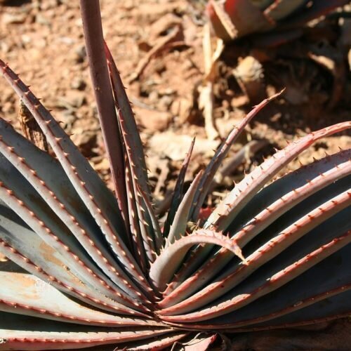 Purple Aloe Plant -RARE - Aloe Compressa Var. Purple | Rare Plant Seeds ...