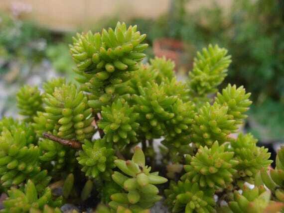 Villadia - Villadia Misera | Rare Plant Seeds | Whimsy and Wonder