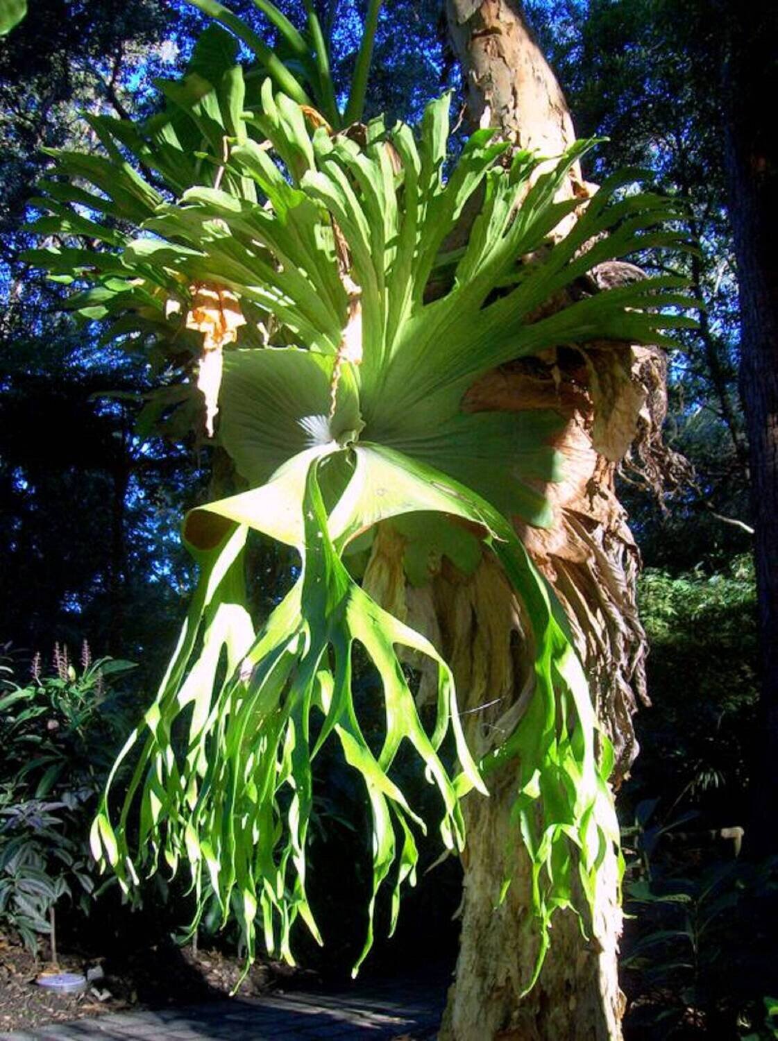 Giant Australian Staghorn Fern - Platycerium superbum | Rare Plant ...