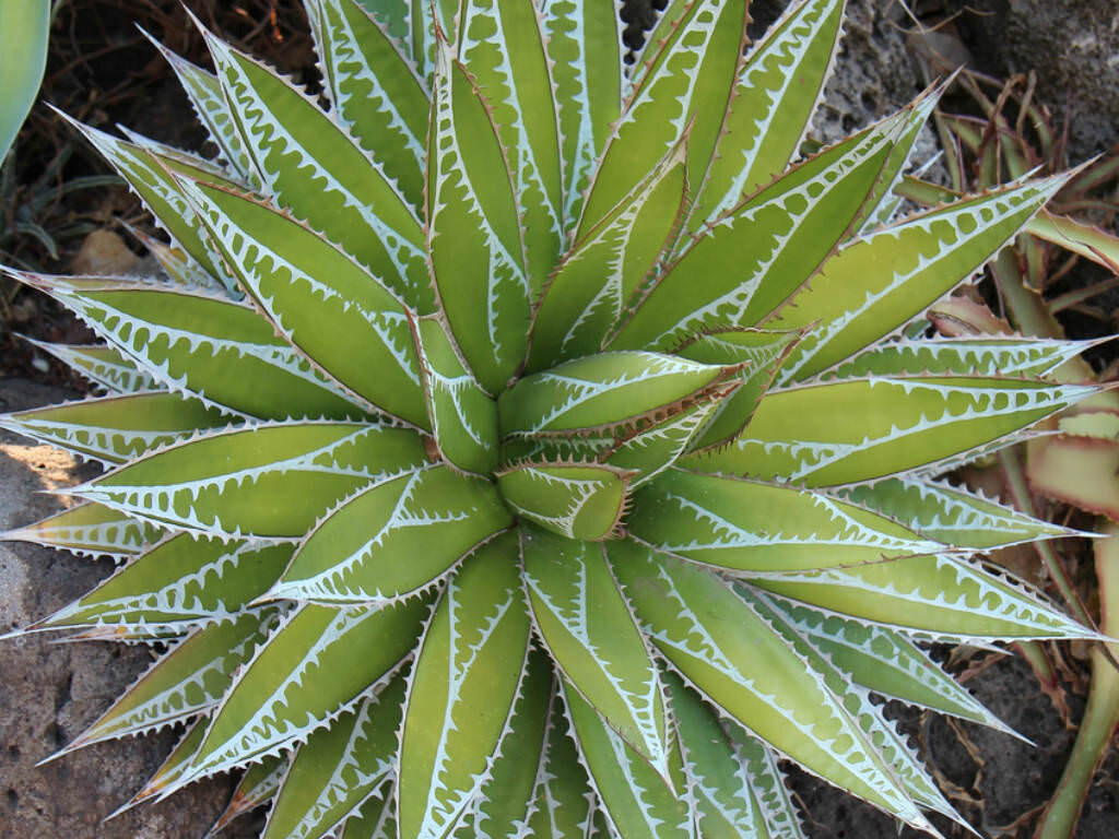 Impressive Agave - Agave impressa | Rare Plant Seeds | Whimsy and Wonder