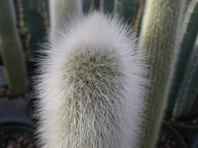 Cacti