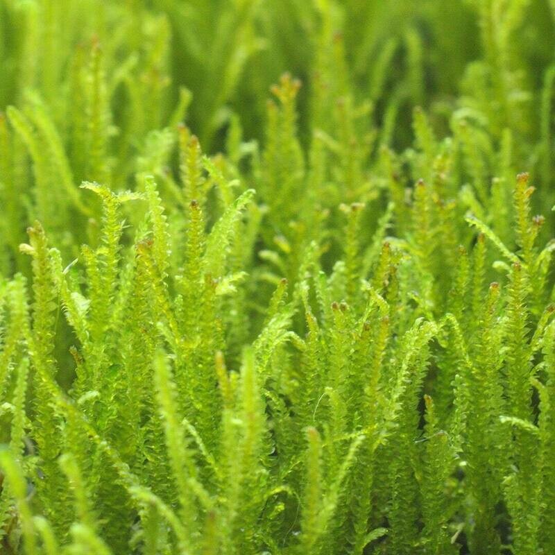 Live Moss and Lichen