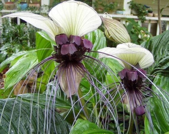 White Bat Flower - Tacca integrifolia 'Nivea' | Rare Plant Seeds ...