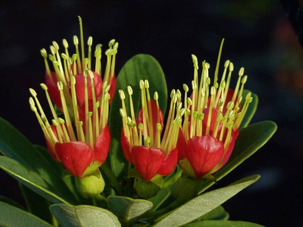 New Caledonia Shrub - Xantostemon Aurantiacus 'Red & Yellow' | Rare ...