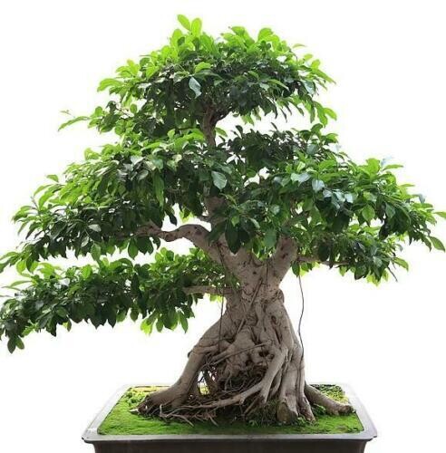 Banyan Fig Bonsai Tree - Ficus benghalensis | Rare Plant Seeds | Whimsy ...