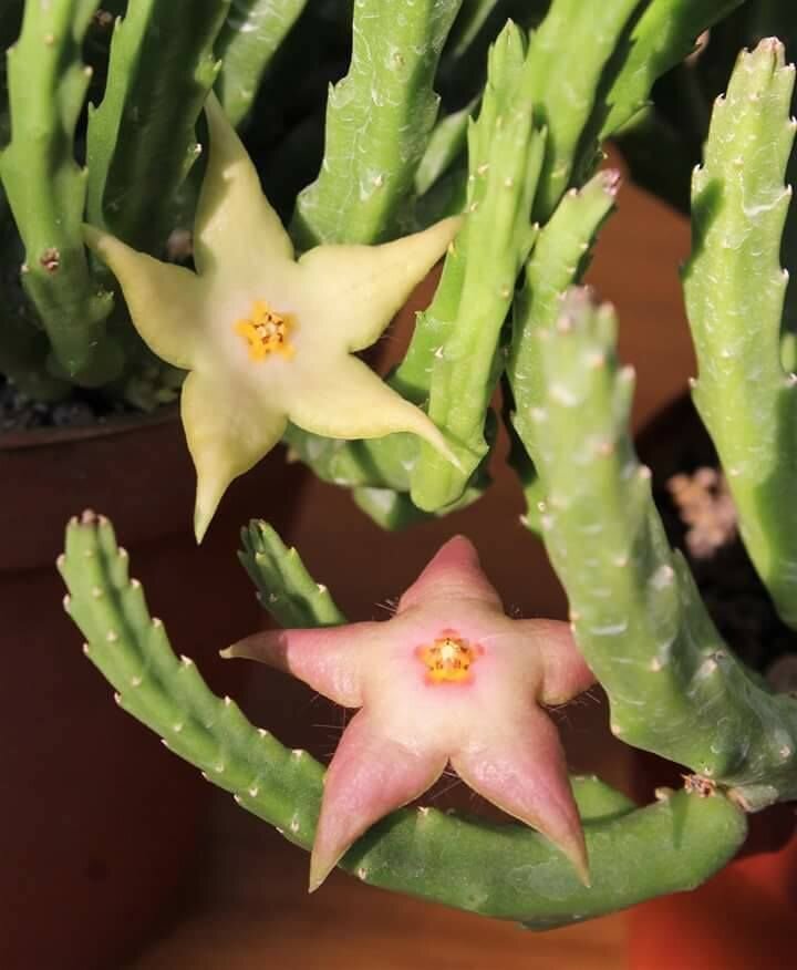 Starfish Flower - Stapelia Divaricata | Rare Plant Seeds | Whimsy and ...