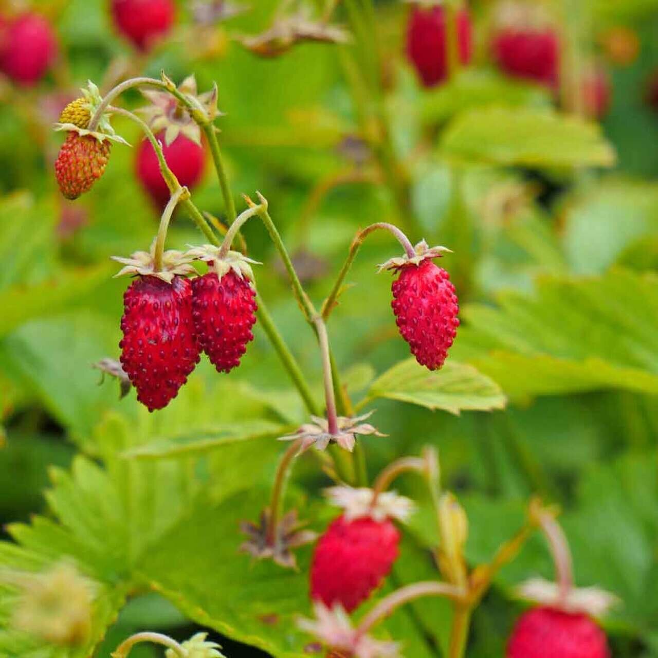 Wild Alpine Strawberry - Fragaria vesca | Rare Plant Seeds | Whimsy and ...