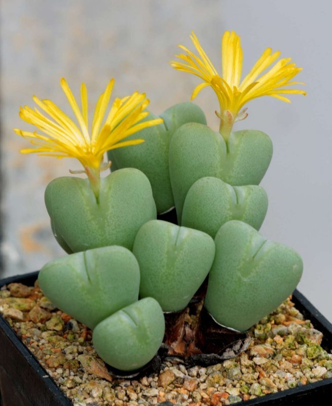 Living Pebbles - Conophytum bilobum | Rare Plant Seeds | Whimsy and Wonder