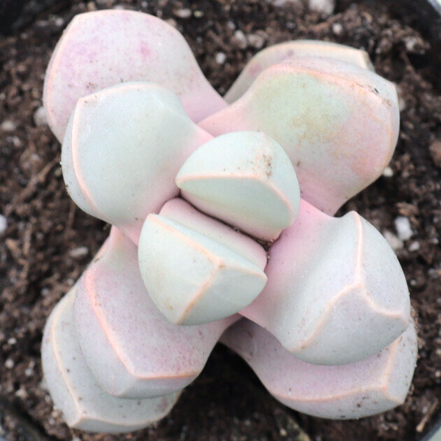 Kangaroo Rose - Lapidaria margaretae | Rare Plant Seeds | Whimsy and Wonder