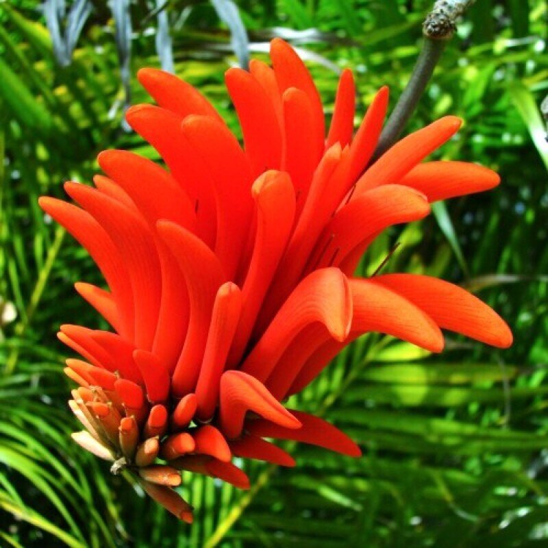 Tiger's Claw - Indian Coral Tree - Erythrina indica | Rare Plant Seeds ...