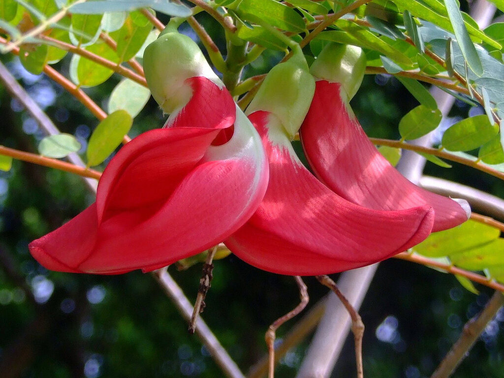 Vegetable Hummingbird - Sesbania grandiflora | Rare Plant Seeds ...