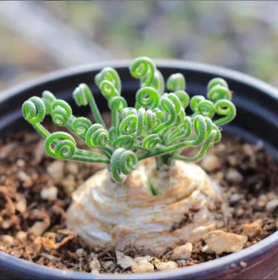 Sticky Tamarak - Albuca viscosa | Rare Plant Seeds | Whimsy and Wonder