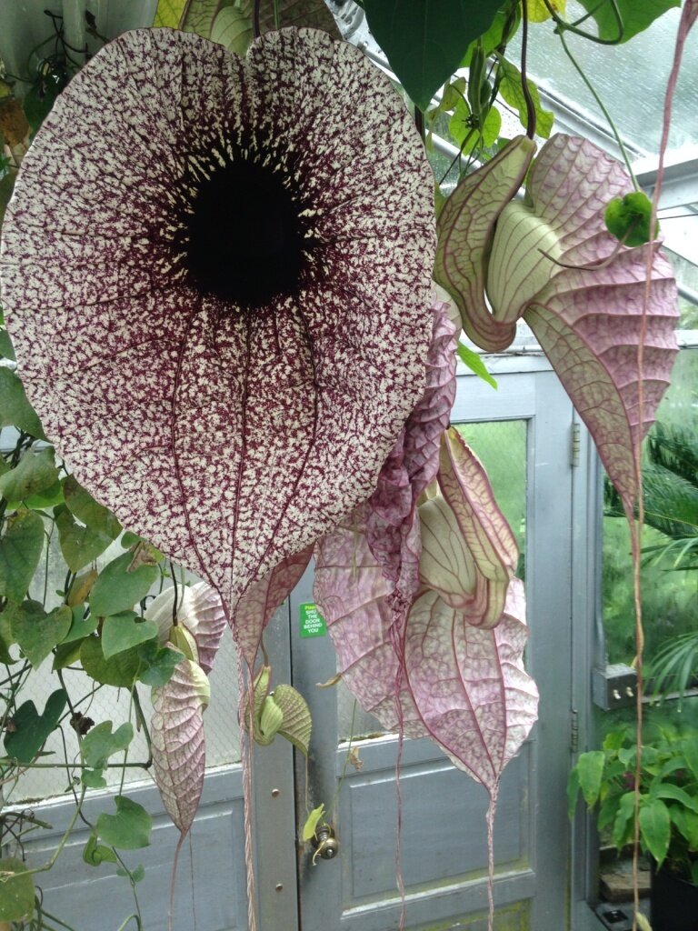 Pelican Flower - Aristolochia grandiflora | Rare Plant Seeds | Whimsy ...