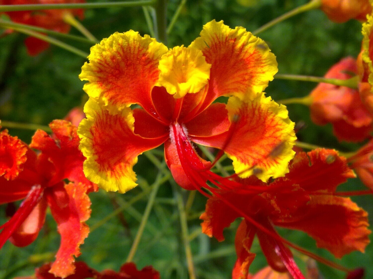 Red Bird of Paradise - Peacock Flower- Caesalpinia pulcherrima | Rare ...