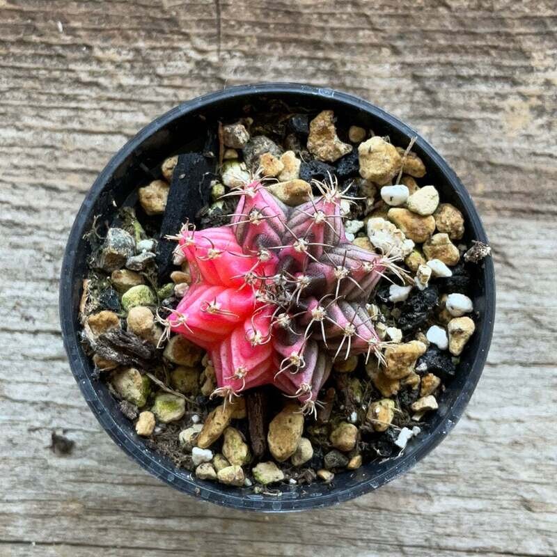 Varigated Moon Cactus - Pink Diamond - Gymnocalycium mihanovichii ...