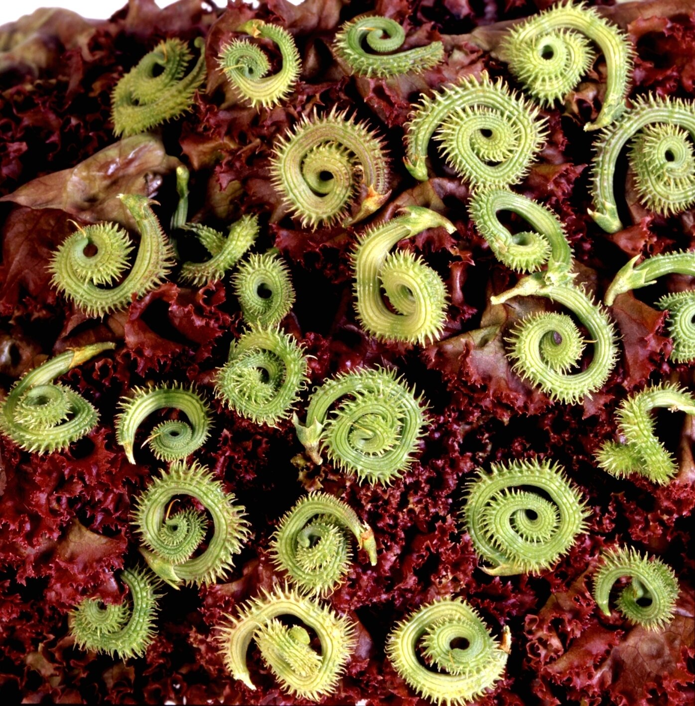 Caterpiller Plant - Prickly Scorpion's-Tail - Scorpiurus muricatus ...