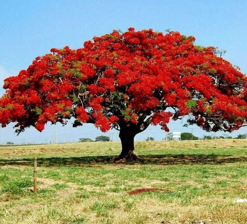 Flamboyant Flame Tree - Delonix regia | Rare Plant Seeds | Whimsy and ...