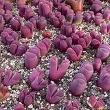 Ruby Lithops - Lithops optica 'rubra' | Rare Plant Seeds | Whimsy and ...