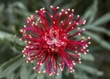 Red Spider Flower - Grevillea sp. | Rare Plant Seeds | Whimsy and Wonder