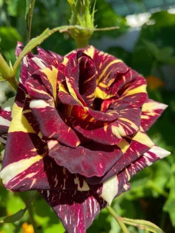 Florist's Tea Rose 'Abracadabra' - Rosa x hybrida | Rare Plant Seeds ...