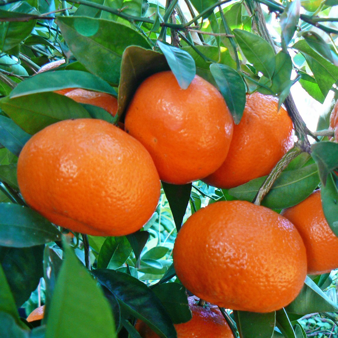 Mandarin Orange / Tangerine / Christmas Orange - Citrus reticulata ...