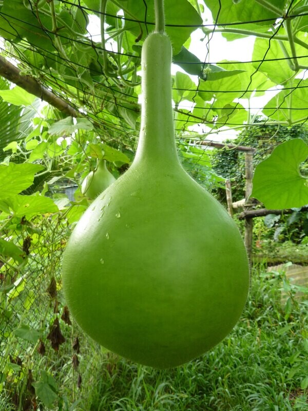 Heirloom Vegetables and Rare Finds