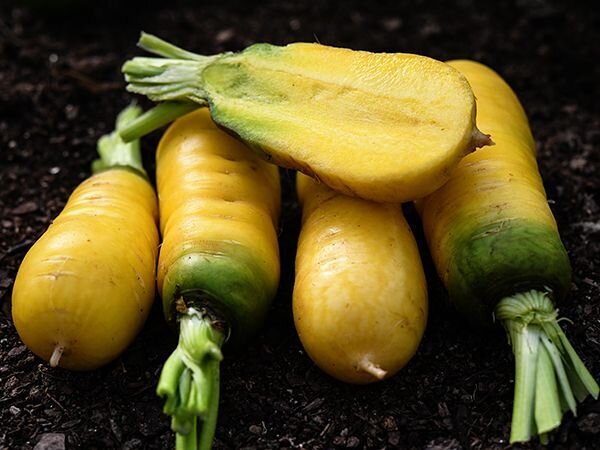 Uzbek Gold Carrot