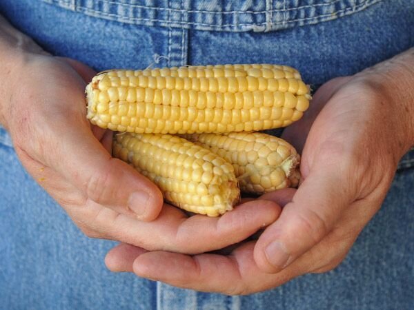 Baby Orchard Sweet Corn