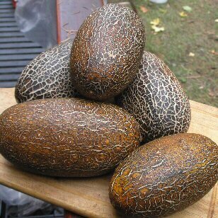 Sikkim Cucumber - Cucumis sativus | Rare Plant Seeds | Whimsy and Wonder