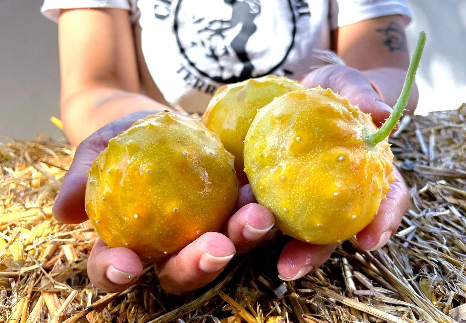 Golden Jelly Melon Cucucmber - Cucumis metuliferus | Rare Plant Seeds ...