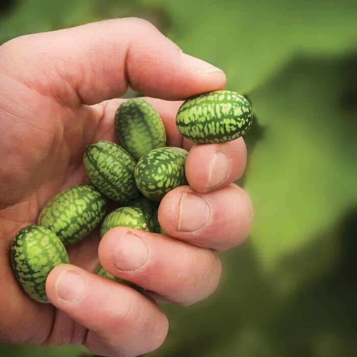 Cucamelon / Baby Watermelon Cucumber -Cucumis sativus | Rare Plant ...