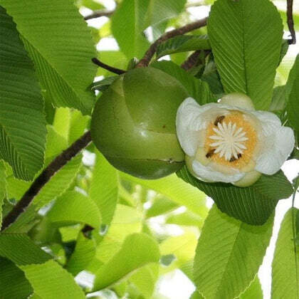 Elephant Apple / Ou Tenga / Chulta Tree - Dillenia indica | Rare Plant ...