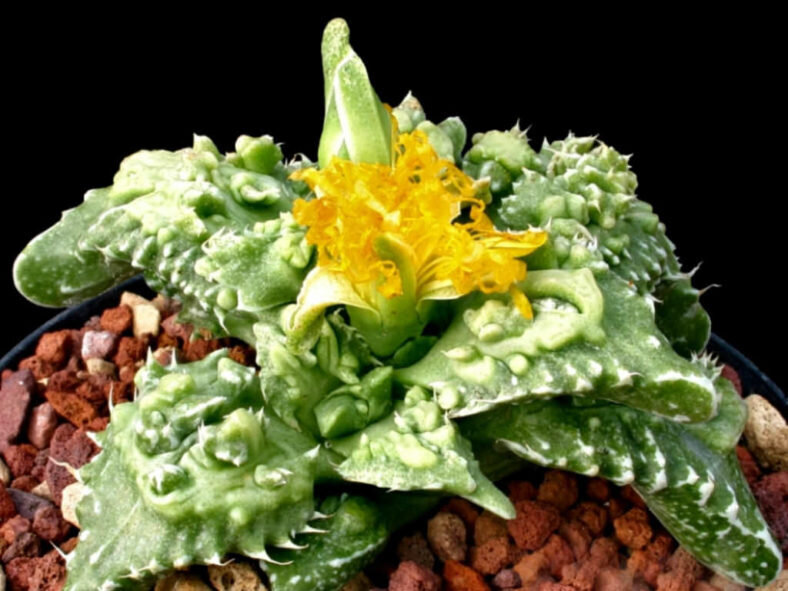 Knobby Tiger Jaws - Faucaria tuberculosa | Rare Plant Seeds | Whimsy ...