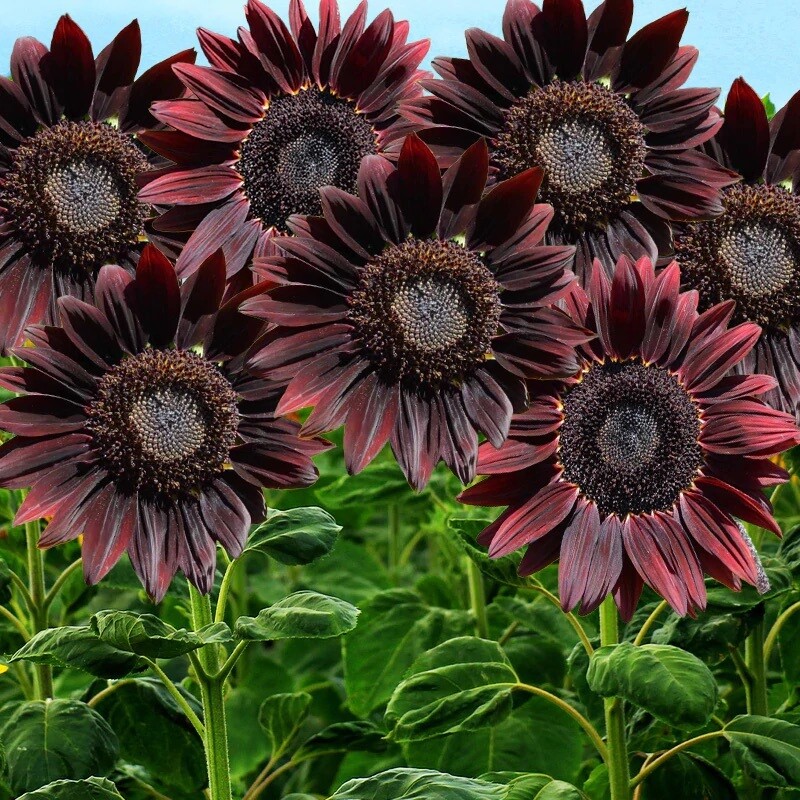 Other Rare Plants