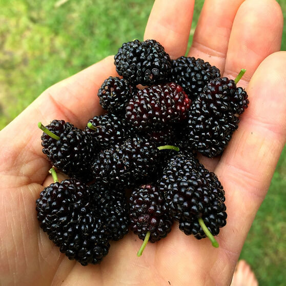 Black Mulberry - Morus nigra | Rare Plant Seeds | Whimsy and Wonder