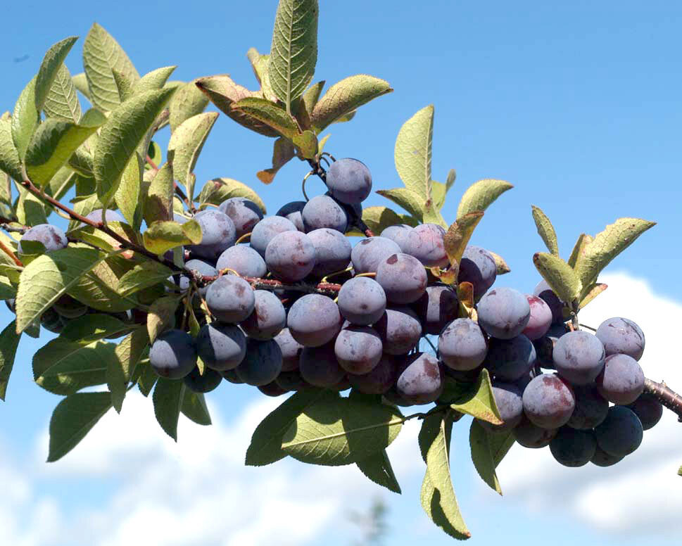 Beach Plum - Prunus Maritima | Rare Plant Seeds | Whimsy and Wonder