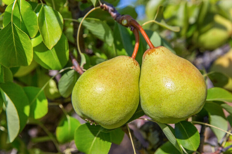 Common Pear / European Pear - Pryus communis | Rare Plant Seeds ...