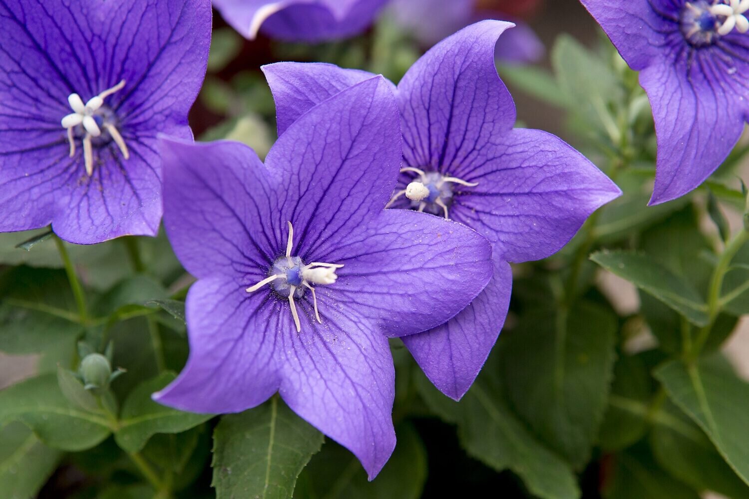 Fuji Blue Balloon Flower Platycodon Grandiflorus Rare Plant Seeds Fuji Blue Balloon Flower Platycodon Grandiflorus Rare Plant Seeds