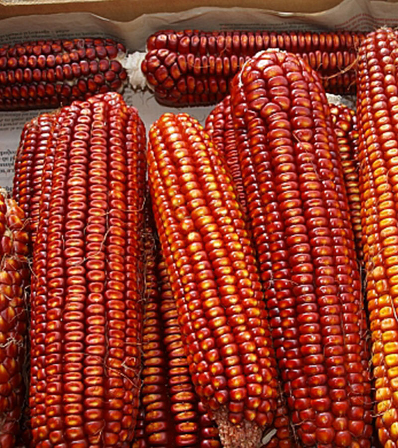 Atomic Orange Corn - Zea mays | Rare Plant Seeds | Whimsy and Wonder