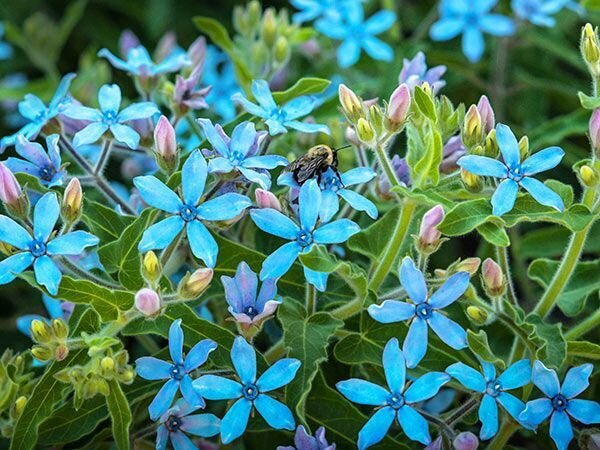 Heavenly Blue Milkweed / Tweedia