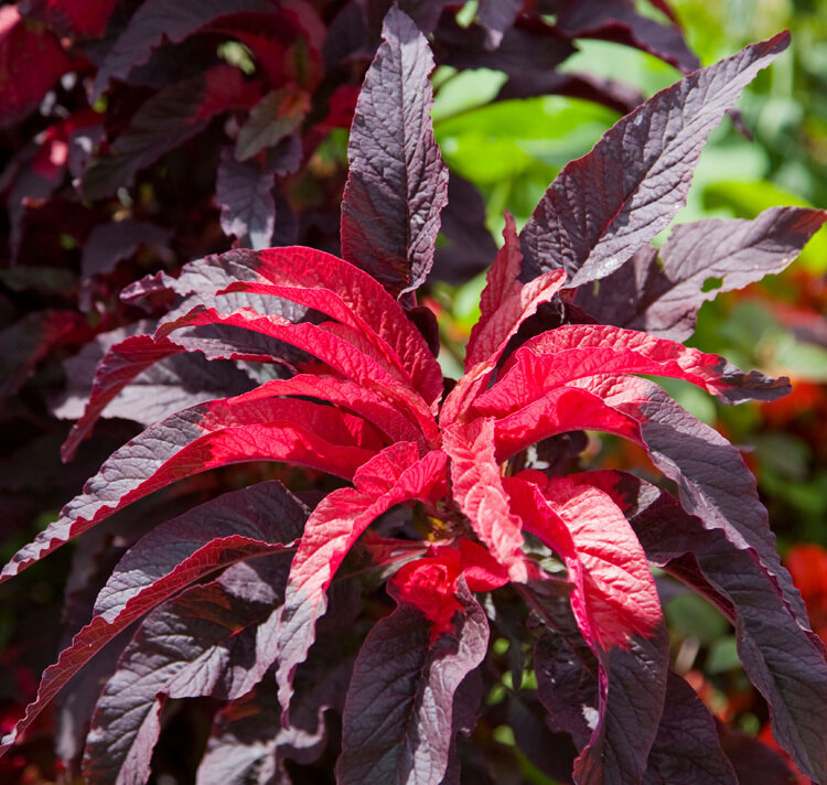 Early Splendor Amaranth - Amaranthus tricolor | Rare Plant Seeds ...