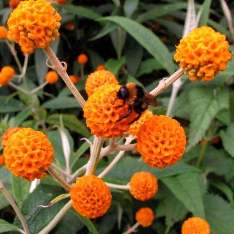 Gold Ball Butterfly Bush - Buddleja globosa | Rare Plant Seeds | Whimsy ...
