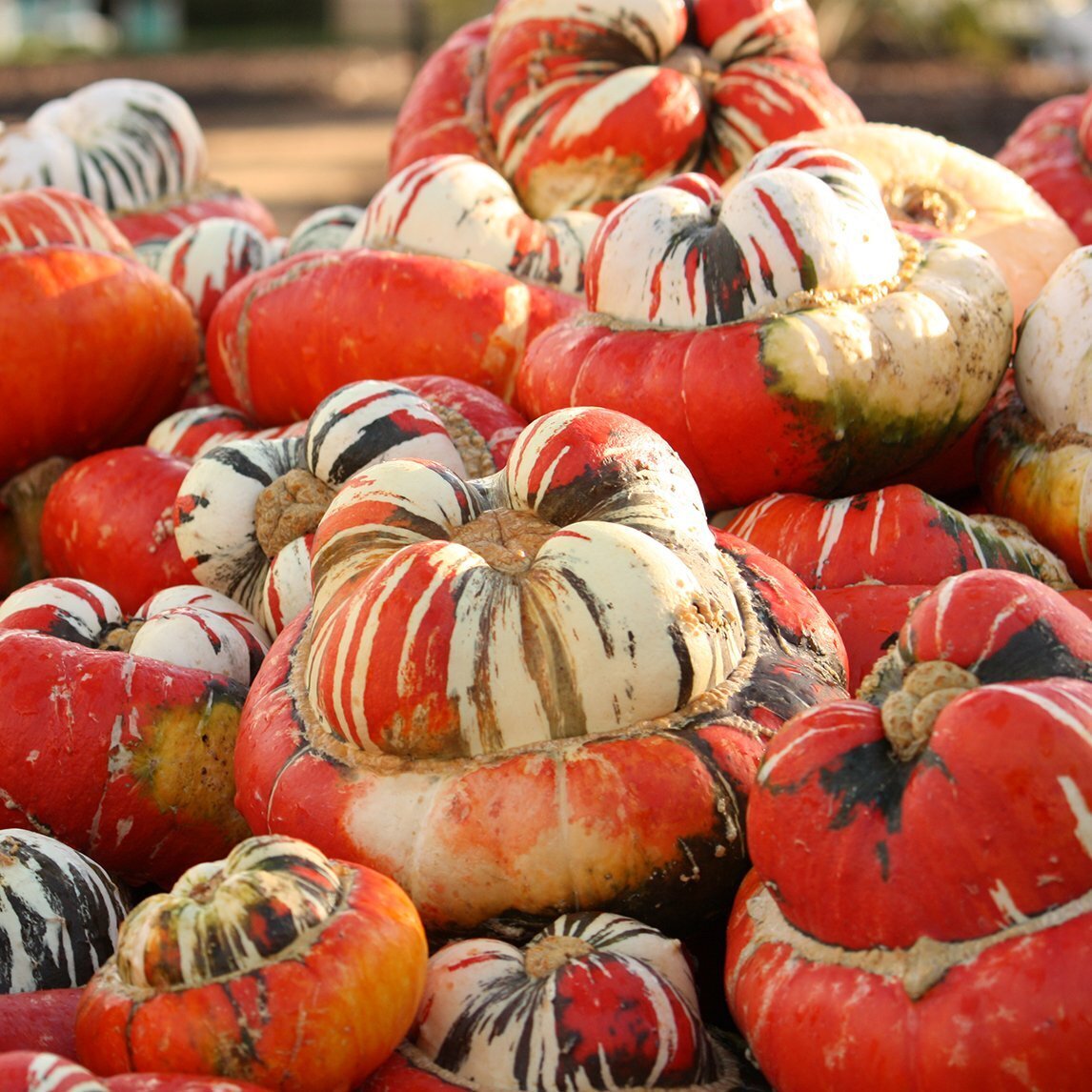 Great Turban Pumpkin Squash - Cucurbita moschata | Rare Plant Seeds ...