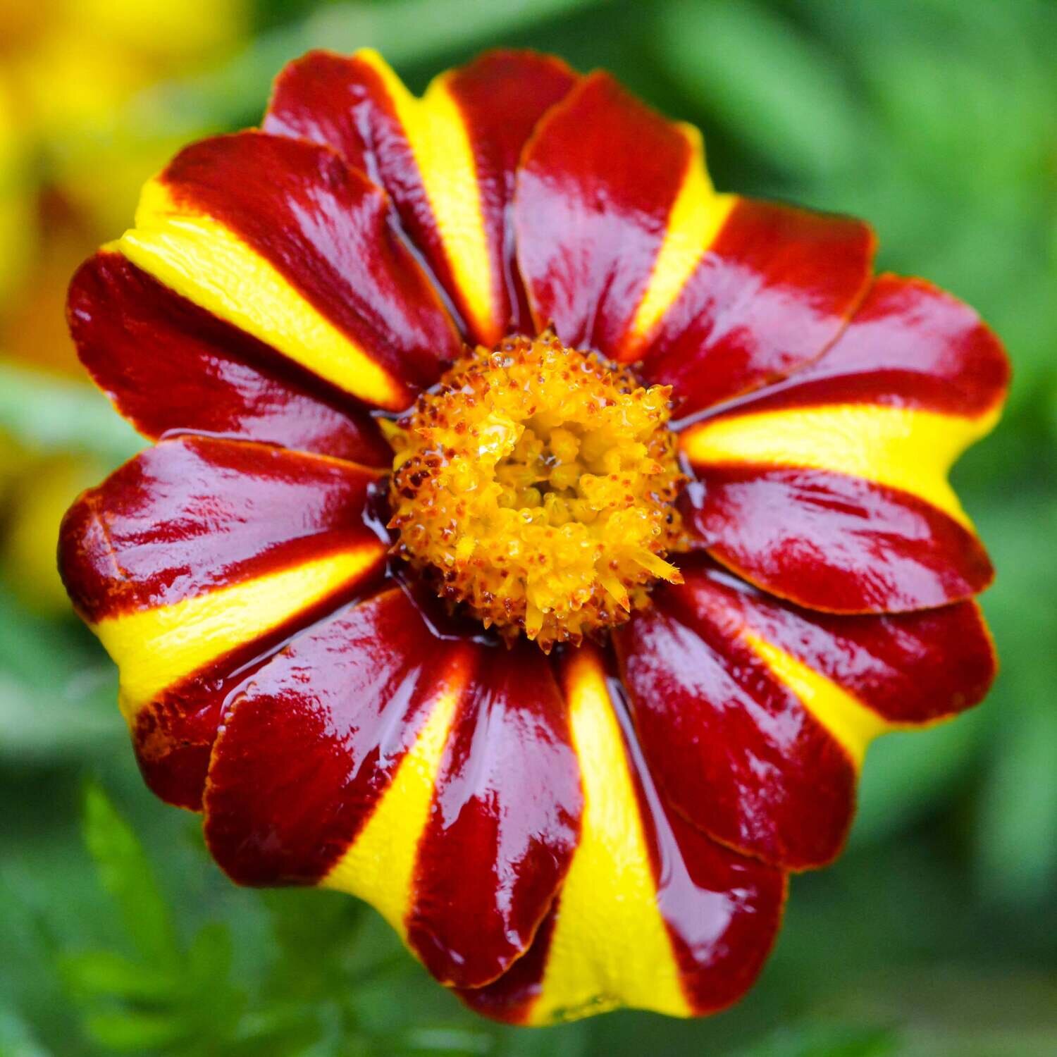Court Jester French Marigold - Tagetes erecta 'Court Jester' | Rare ...