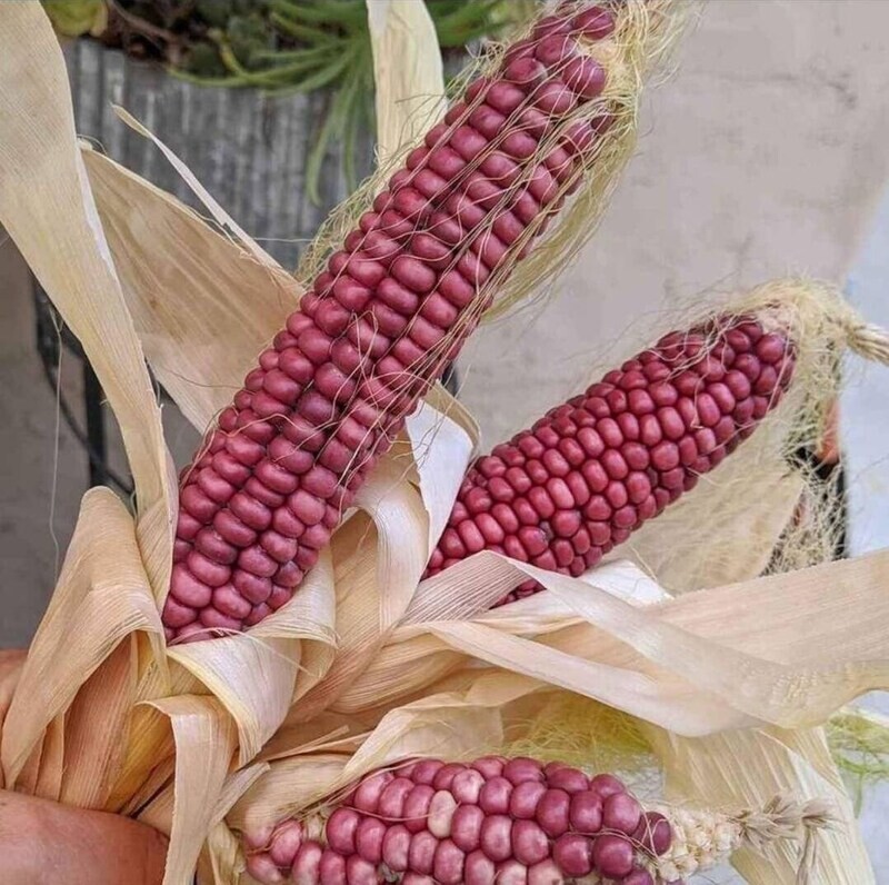 Heirloom Vegetables and Rare Finds